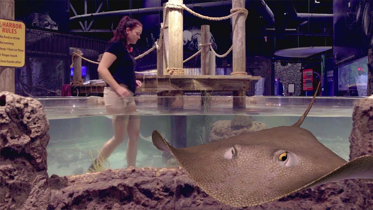 Stingray Shuffle - YouTube