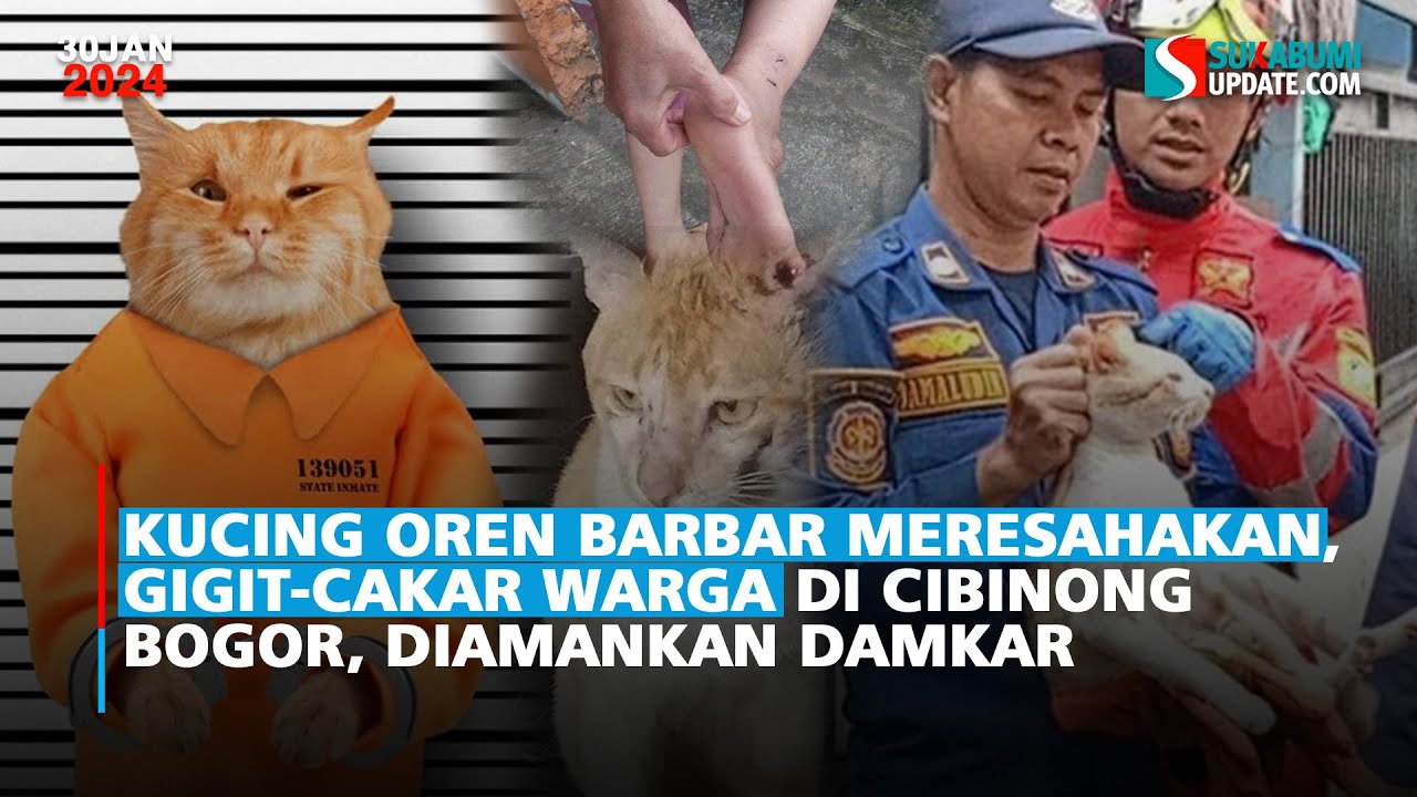 Kucing Oren Barbar Meresahakan, Gigit-Cakar Warga di Cibinong Bogor ...