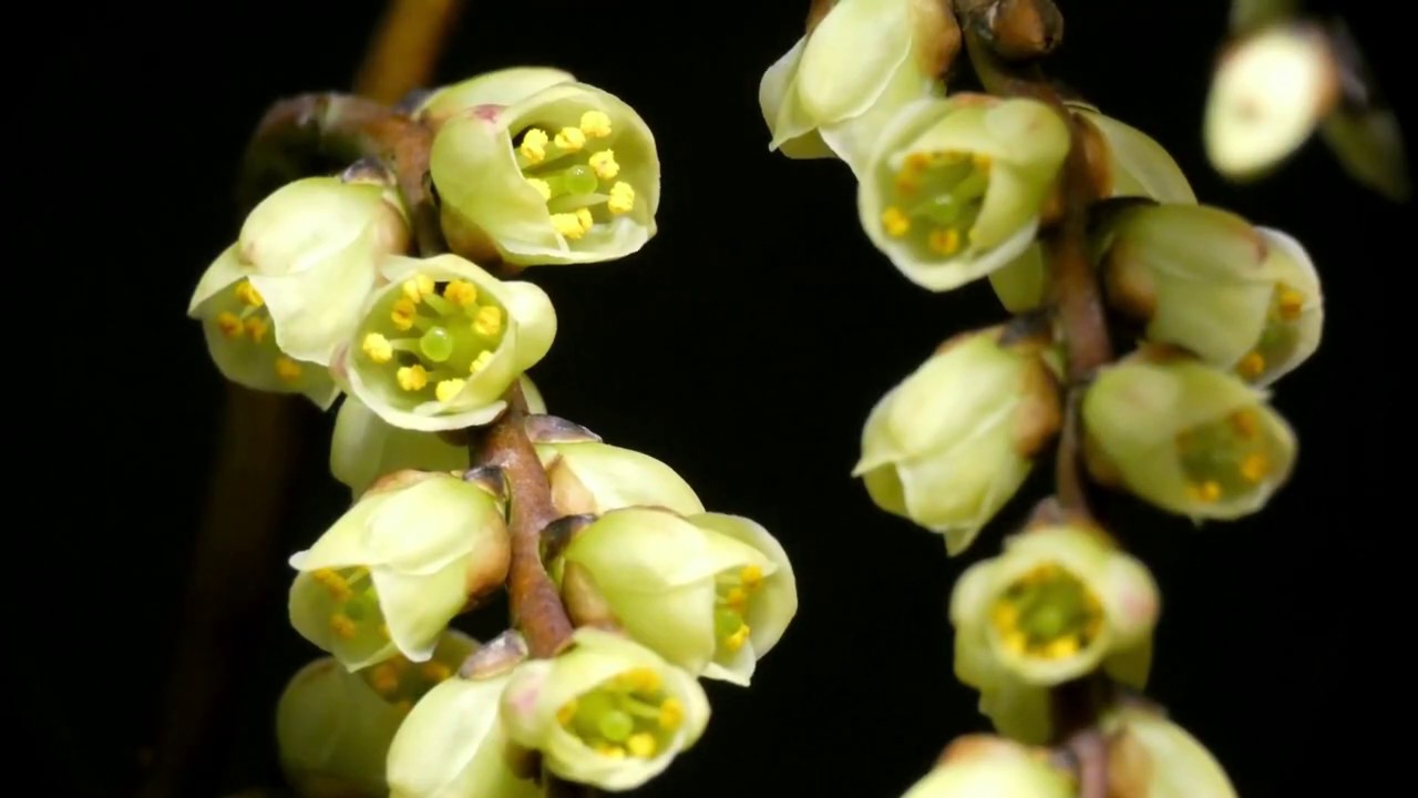 Timelapse of Early Stachyurus Blooming - YouTube
