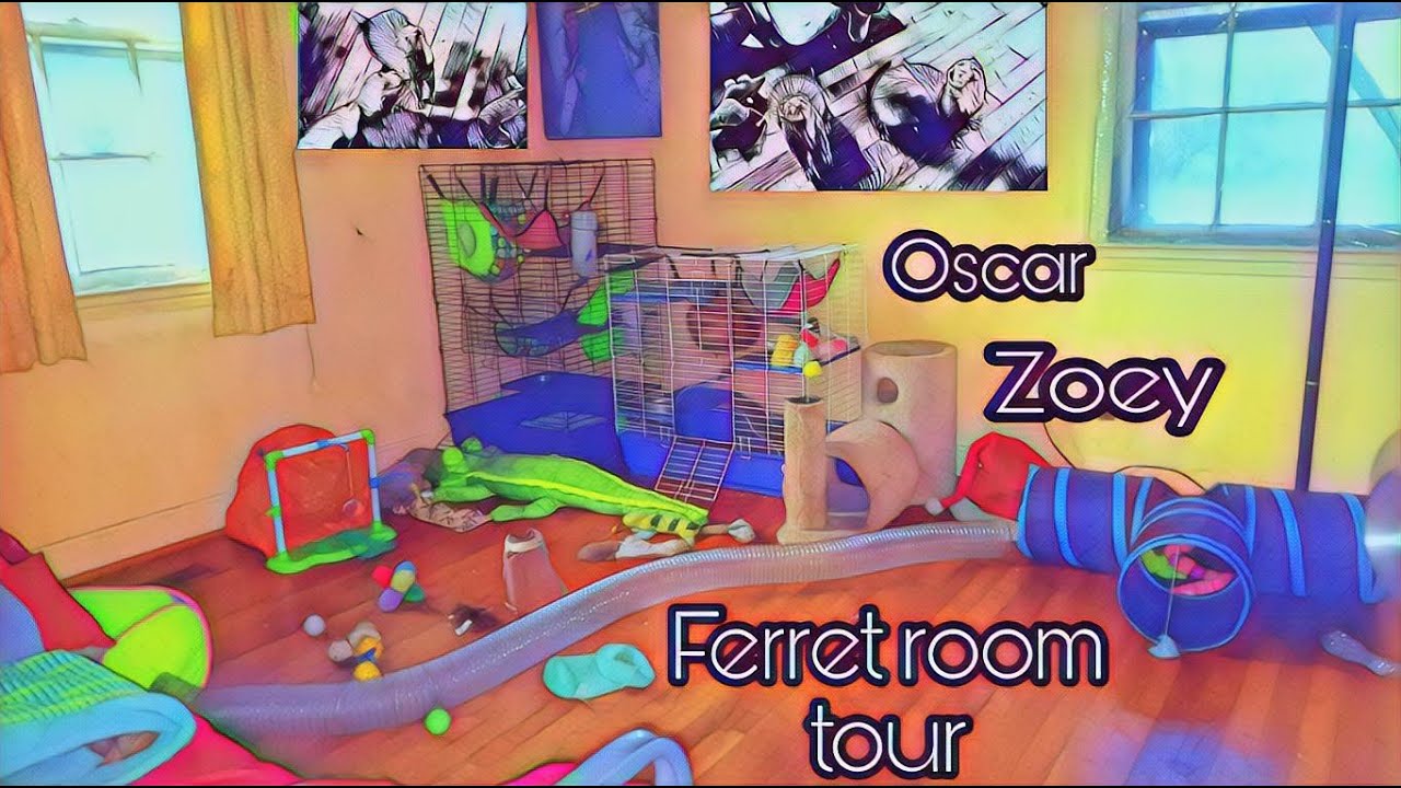 Ferret room tour| Living Simply - YouTube