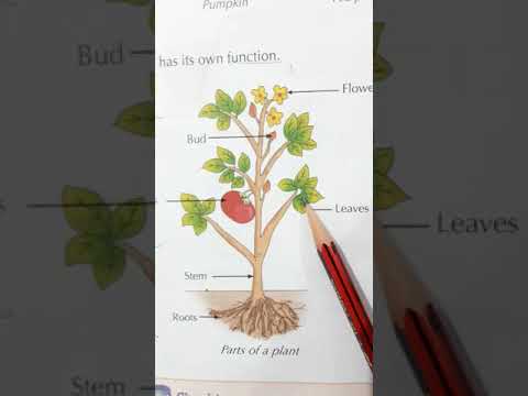 Parts of a Plant - Class -2 ( CBSE ) - YouTube