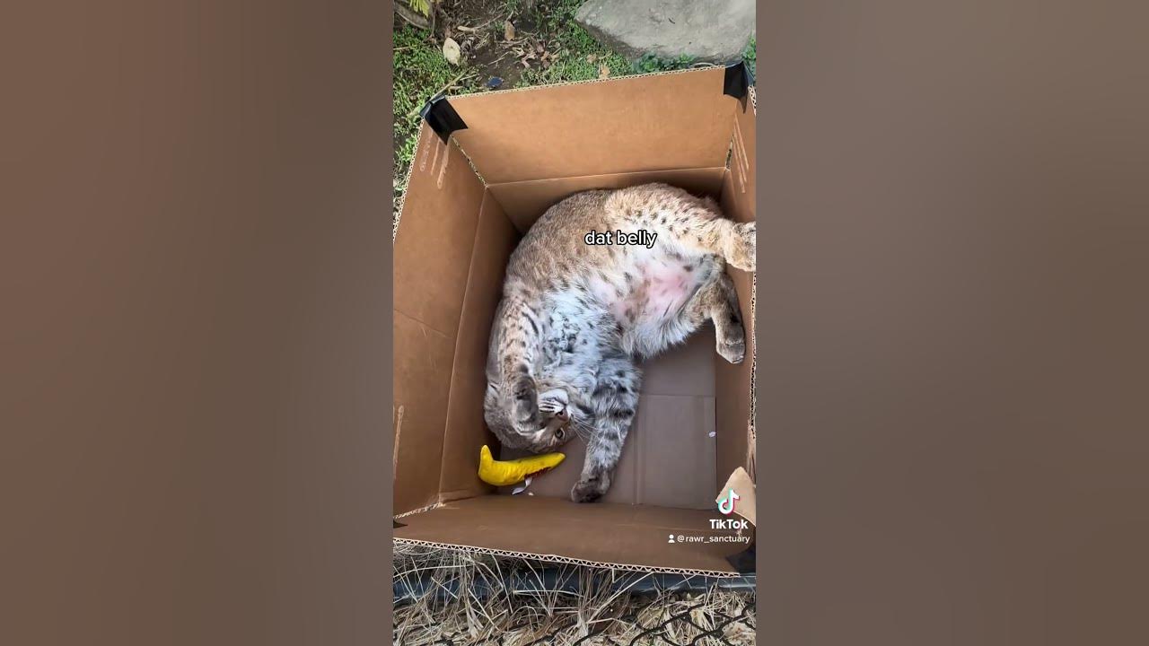 Catnip & boxes are a cat’s best friend! - YouTube