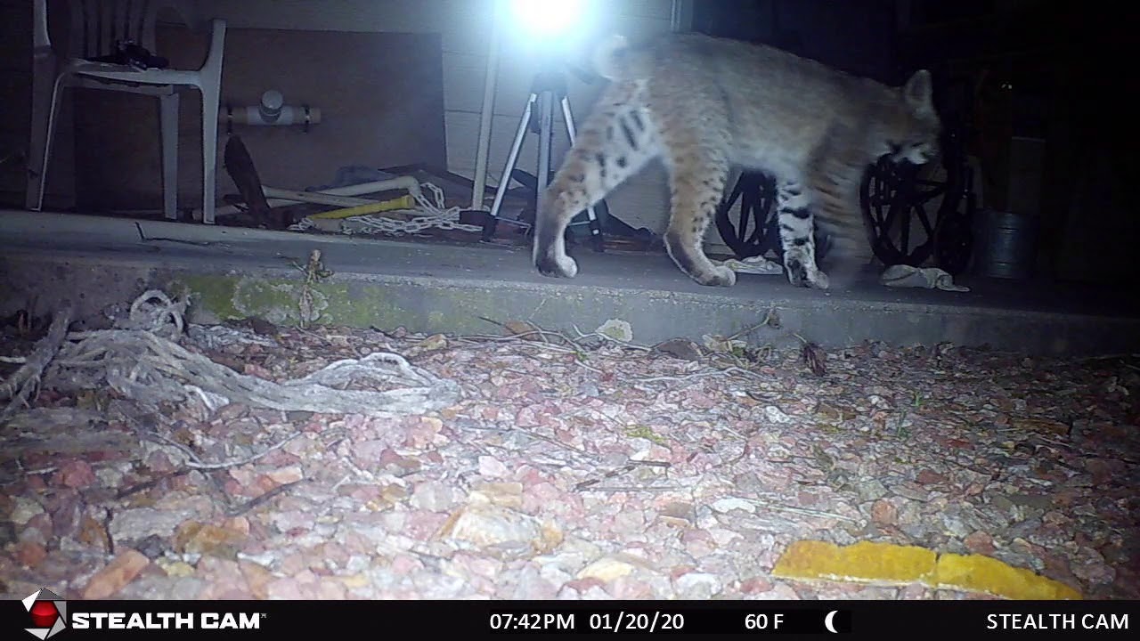 Bobcat cries. That time of year? - YouTube