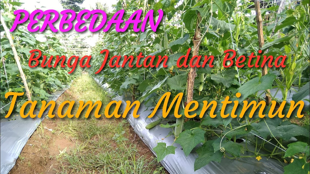 Perbedaan bunga jantan dan bunga betina pada tanaman mentimun - YouTube