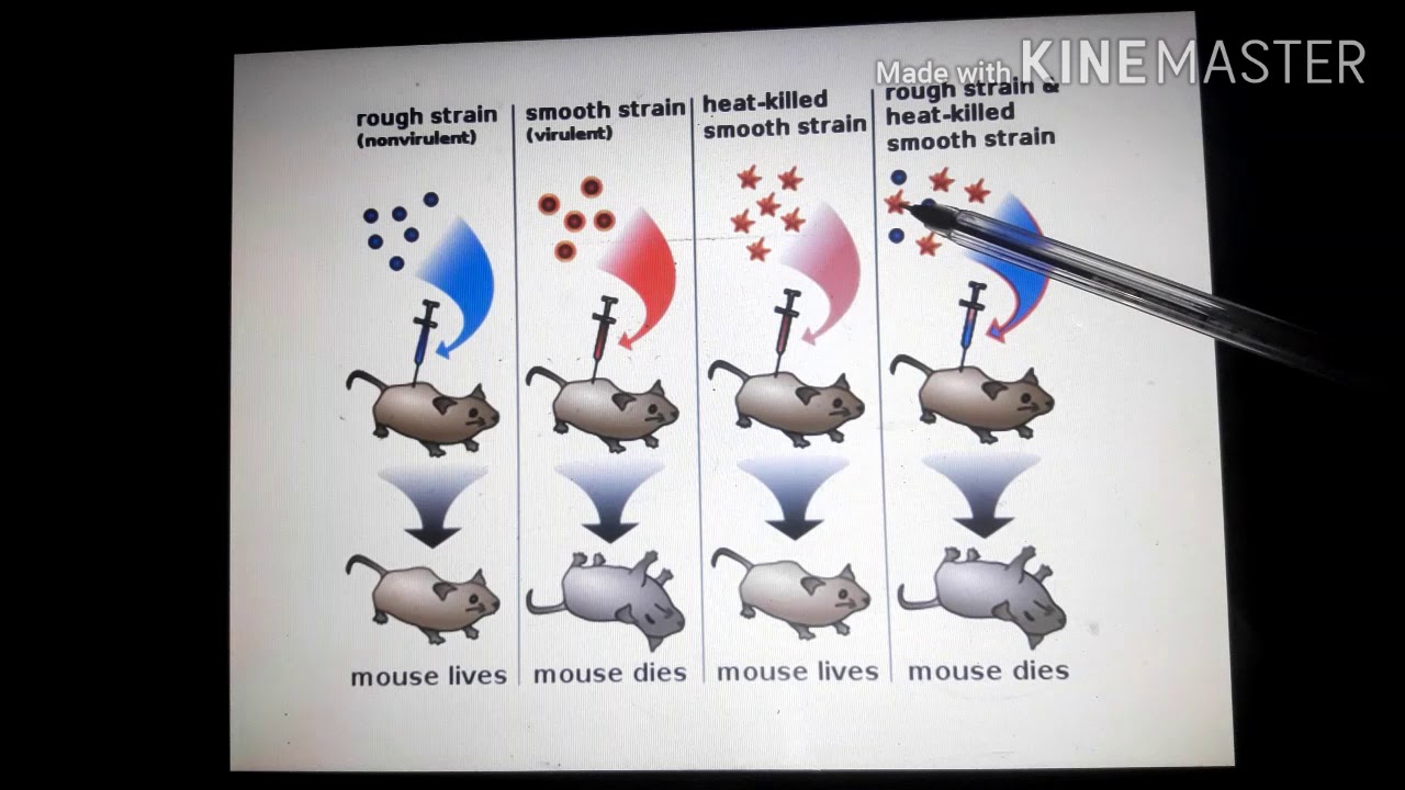 Griffith experiment and Biochemical characterization of Transforming ...