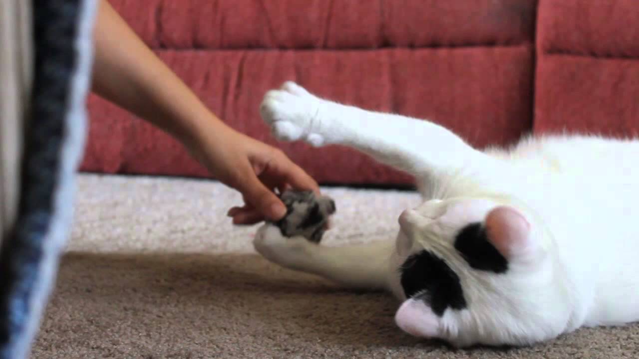 Cat Attack short film by April Webb - YouTube
