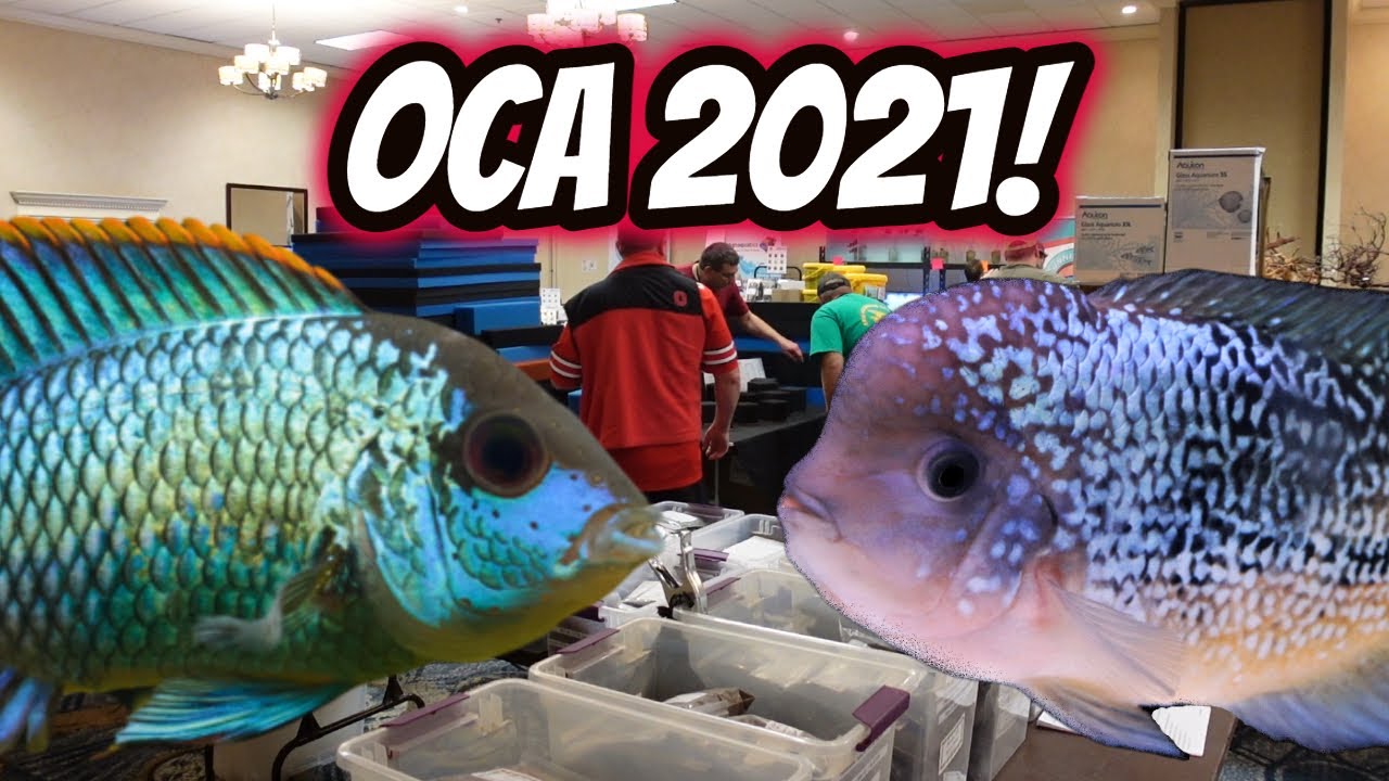 OCA 2021! An Awesome Fish Event - YouTube