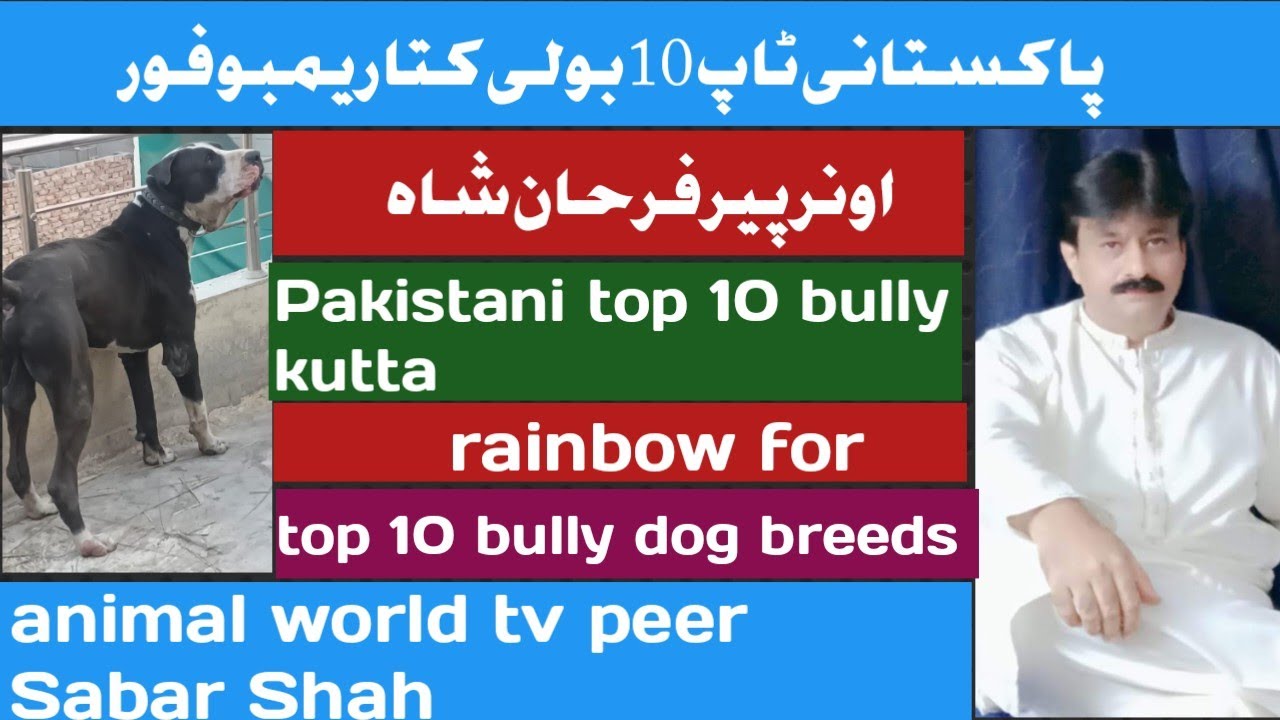 Rainbow For Top 10 Pakistani bully kutta | bully dog breeds #dog - YouTube