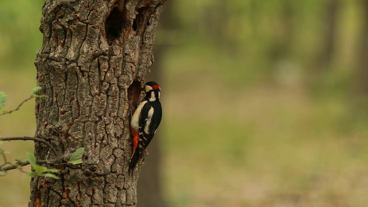 Qukapiku larosh i madh - Dendrocopus major. - YouTube