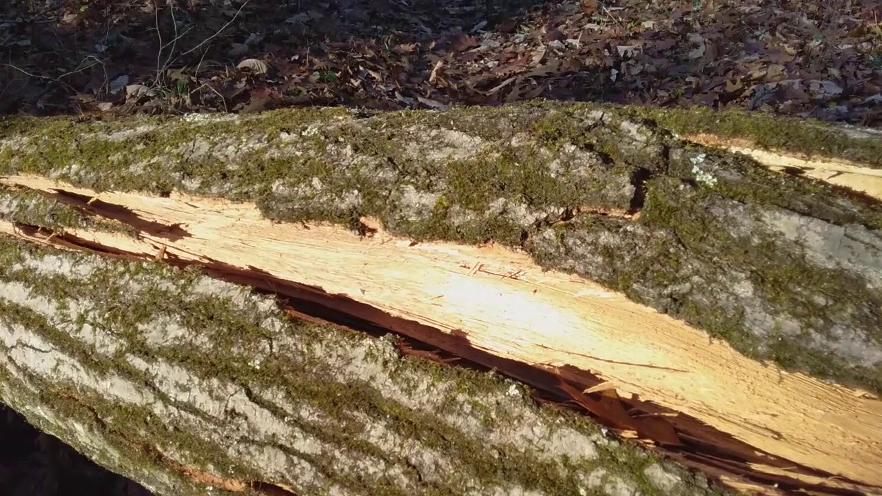 'Red Oak' heartwood. - YouTube