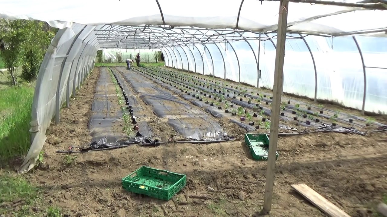 Plantation de la 1ere série de tomates sous serre - YouTube