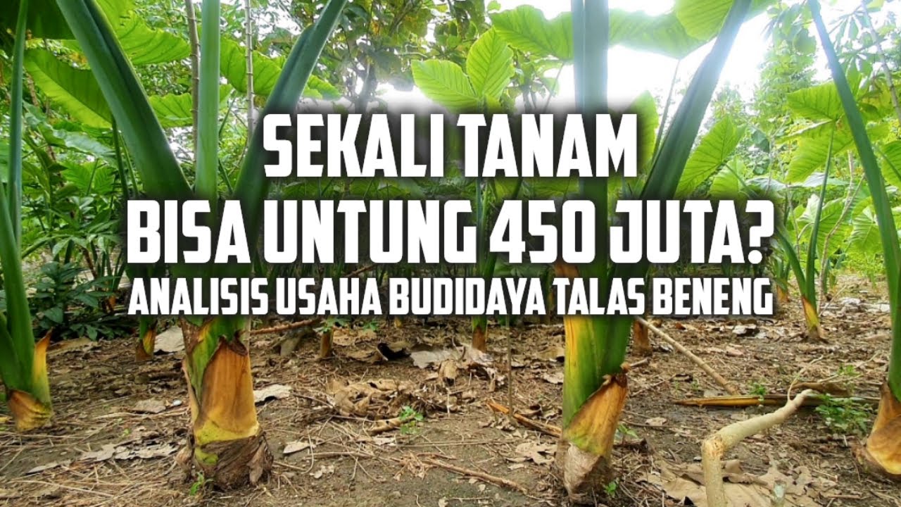 Analisis Usaha Budidaya Talas Beneng - YouTube