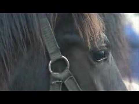 Horsemarket Goor Holland