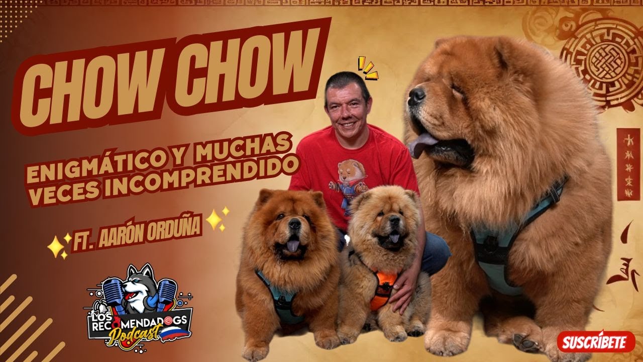 Chow Chow ¿Agresivo o simplemente incomprendido? un perro rodeado de mitos Ep21 Los ...