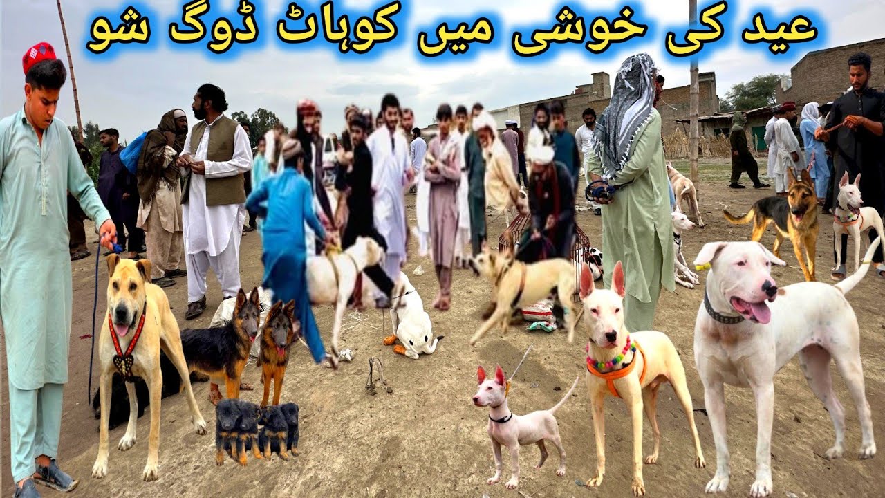 Eid First Dogs Show | Kpk Dog Market | Special dogs market | kohat Dog ...