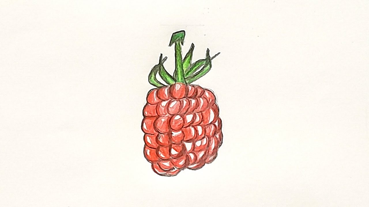 Raspberry drawing for beginners || Draw a raspberry easy step by step ...