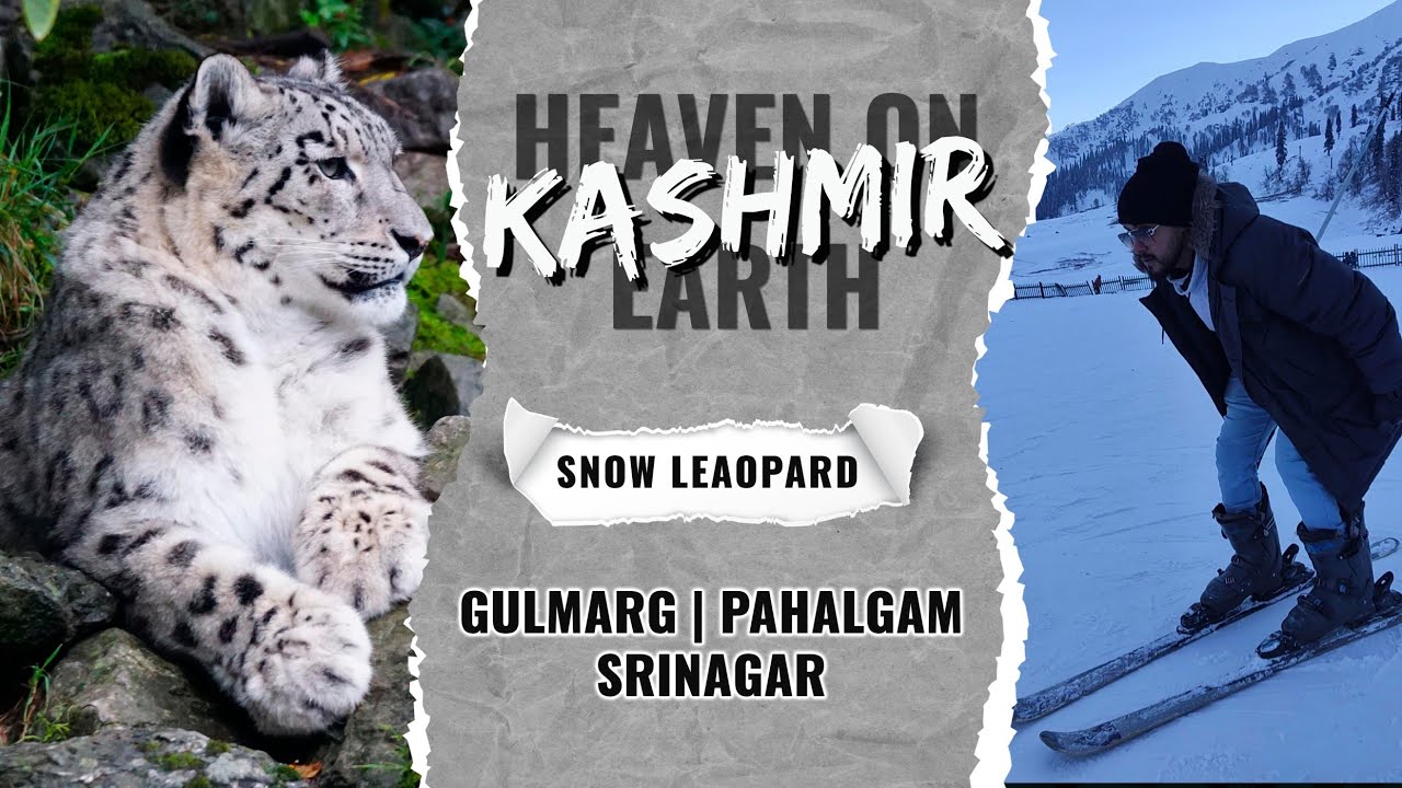 KASHMIR TRIP | GULMARG | PAHALGAM | SRINAGAR | SNOW LEOPARD - YouTube