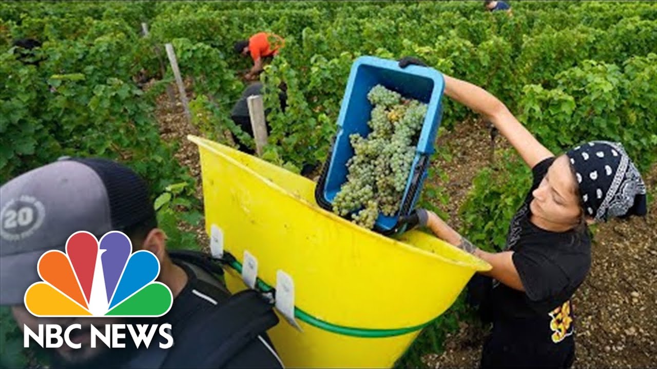 French Winemakers Harvest Grapes Early In What Could Be A Vintage Year ...