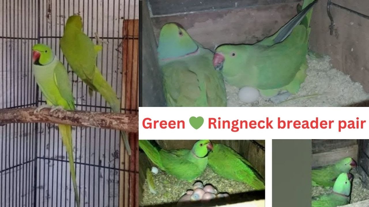 Green Ringneck breader pair le lye | Buy green Ringneck pairs birds ...