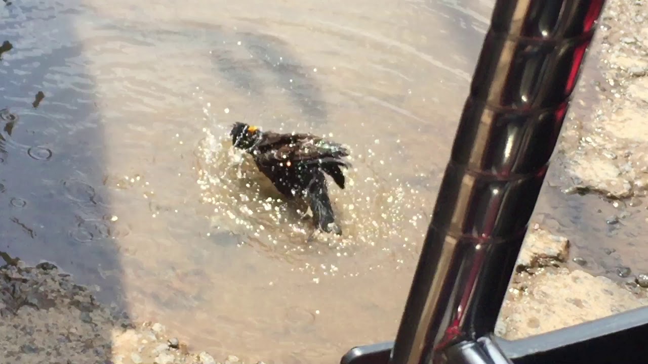 bird washing - YouTube