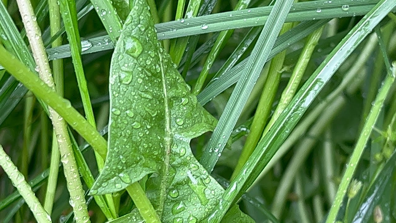 Ako pojedete jedan list ove biljke možete da spasite sebi život! Evo ...