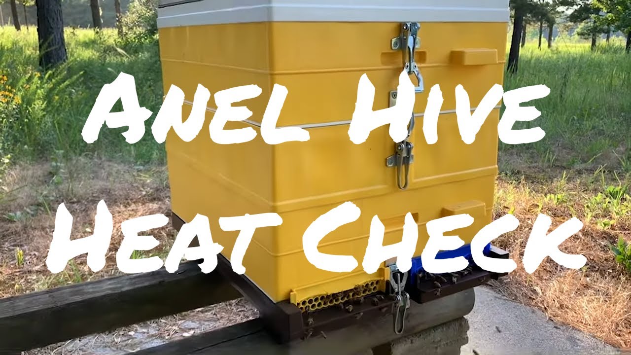 Quick Anel Hive checkup - it's HOT out here! - YouTube