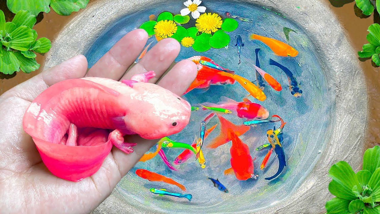 Unbelievable Catching Fancy Axolotls, Ember Tetra Fish, Guppies ...