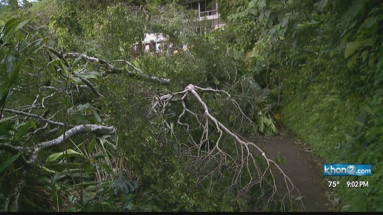 Manoa residents wait for tree to be removed - YouTube