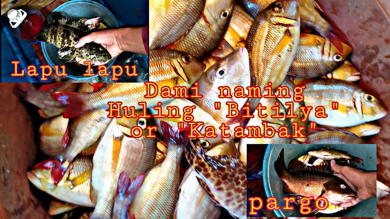 ANG DAMI NAMING NAHULING| "BITILYA"|GAMIT ANG|"KITANG" JOJOFISHING TV ...
