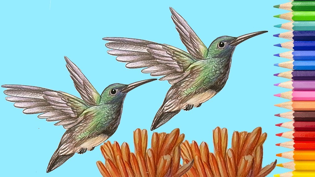 How to Draw a Humming bird Step by Step Easy How to do Realistic Colour ...