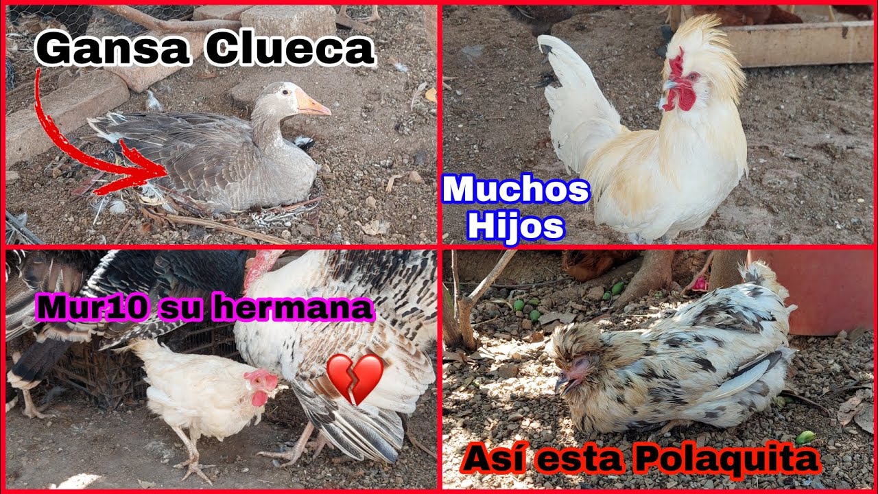 👉Esto paso en el gallinero | Gansa Clueca🙏 | Nacen los pollos del Gallo ...