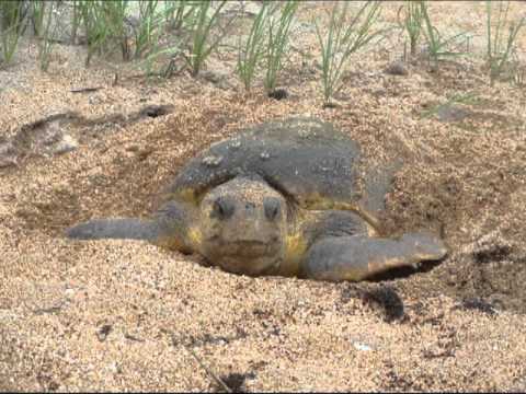 Daytime Loggerhead Sea Turtle nesting - YouTube