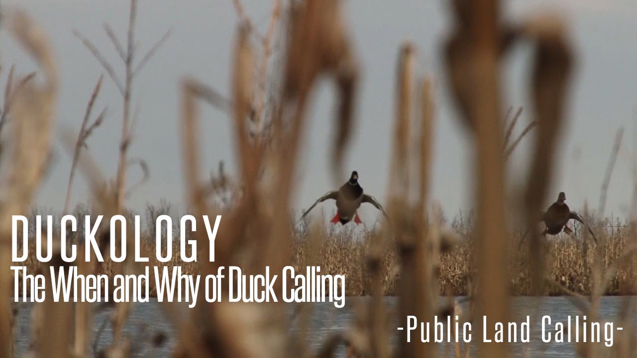 Duckology 1.1 - Public Land: The When and Why of Duck Calling - Fowled ...