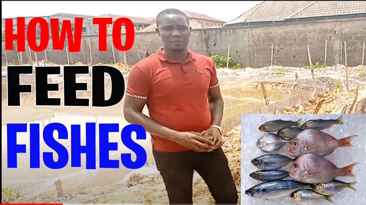 Fish Farming: How to feed fishes properly - YouTube