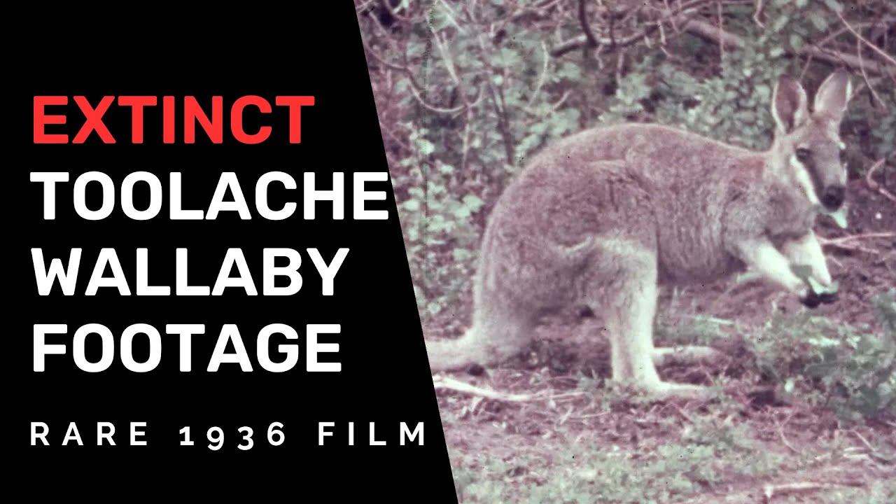 EXTINCT TOOLACHE WALLABY FOOTAGE - 1936! (Only Known Film - RARE) - YouTube