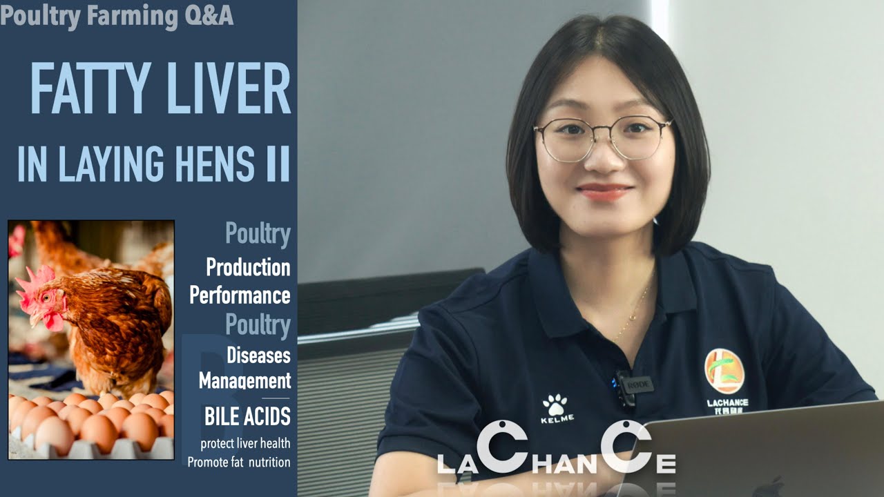 Poultry Farming Q&A｜Do you know how to distinguish fatty liver layers ...