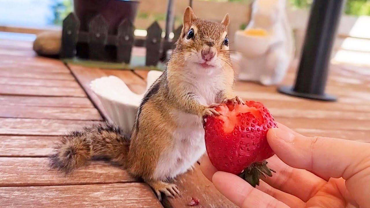 딸기 먹다가 딴생각에 잠긴 다람쥐 While Chipmunk Eats Strawberry She's Zoned Out - YouTube