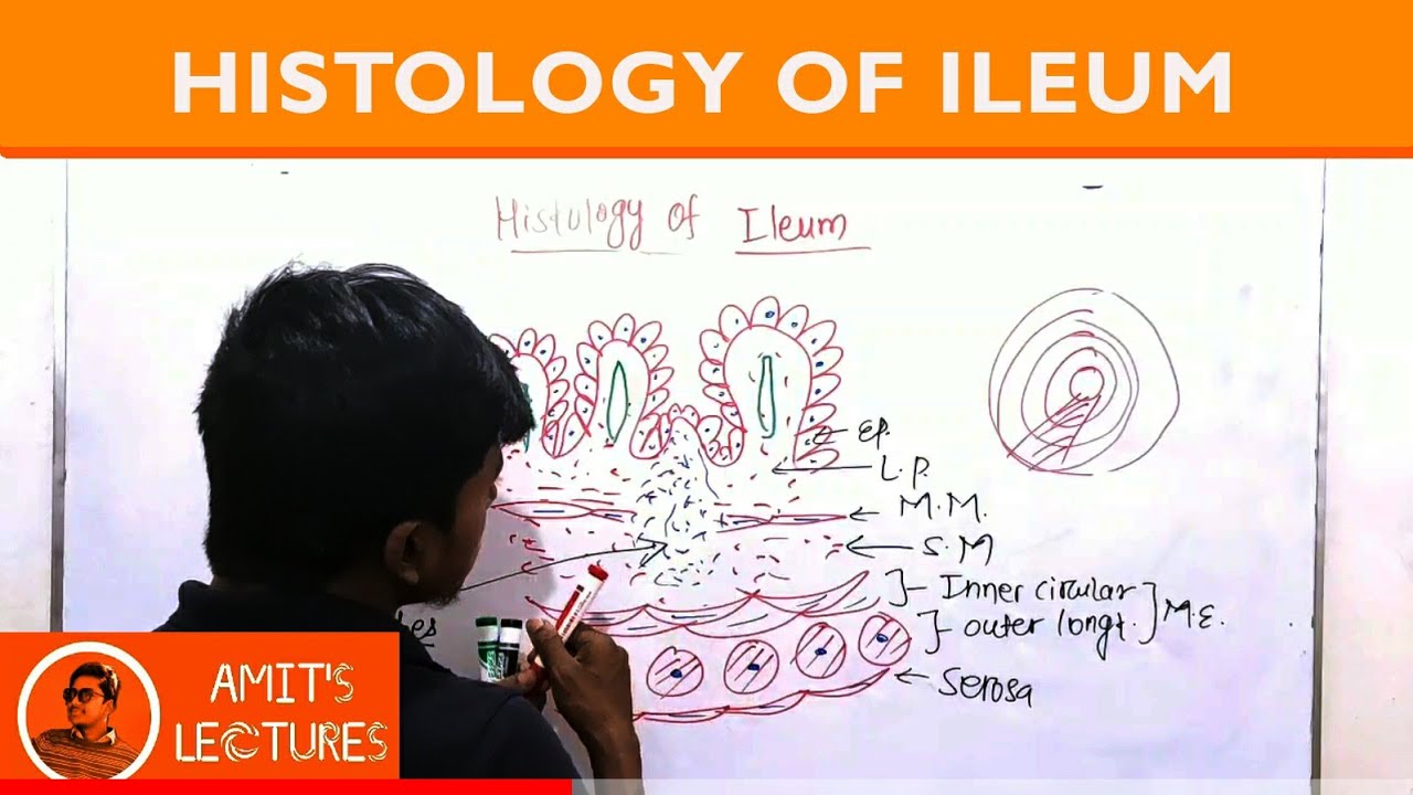 Draw histological diagram of Ileum in 1 minute | Rapid Histology | Amit ...