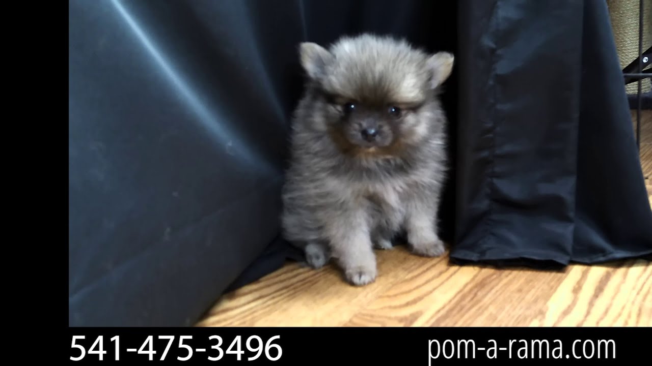 Barbara's Pomeranians - Three silver females - YouTube