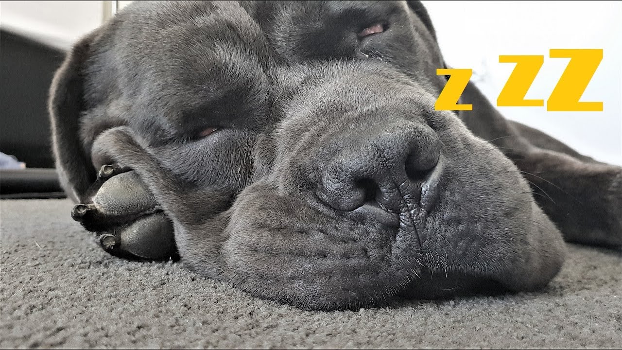 Cane Corso Sweet Dreams - Tough Corso Life - YouTube