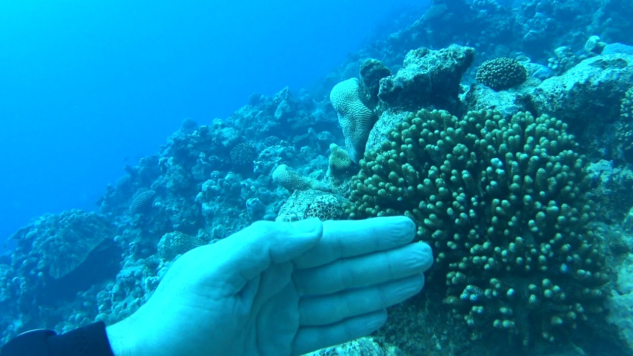 Rarotonga Scuba Diving Fan Coral - YouTube