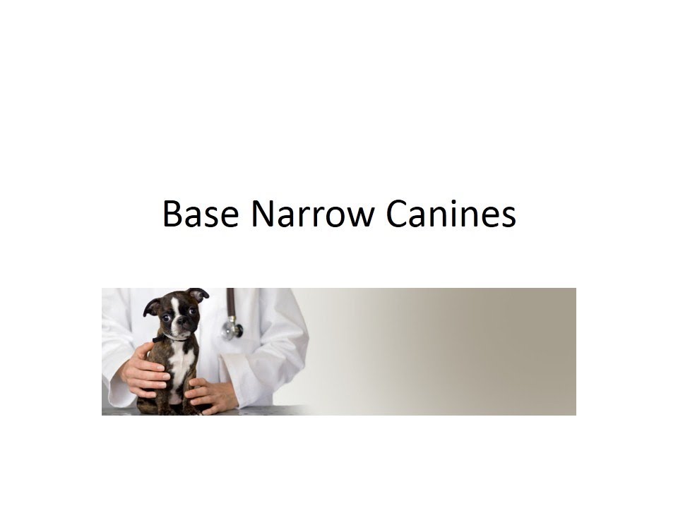 Dr. B Discusses the Pet Topic of the Week - Base Narrow Canines - YouTube