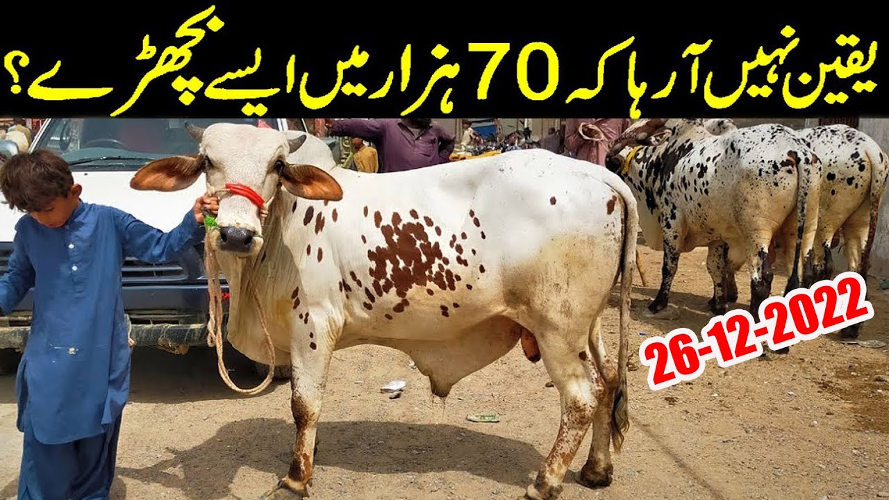 cattle market pakistan | Hub Chowki Mandi | Cow Mandi | cattle mandi ...