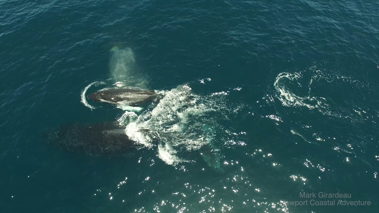 Cow/calf humpback whales - YouTube