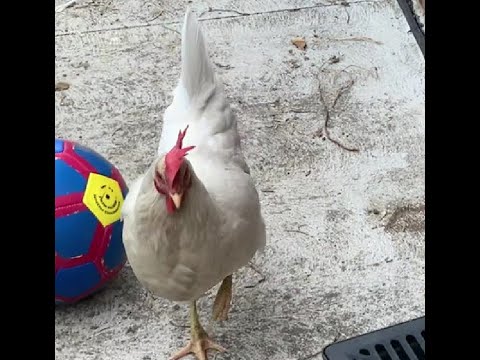 Chicken cackling after laying egg - YouTube