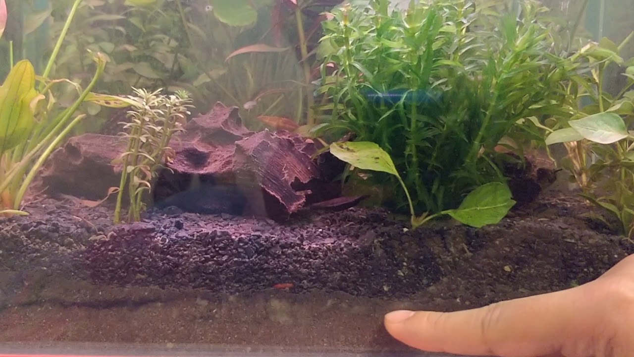 AN ECOSYSTEM GUPPY TANK | HOW TO SET UP | NO MAINTENANCE | COMPLETE ...