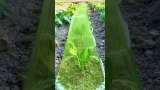 Year Round Growth – Try This Reusable Plant Greenhouse Cover! #plantcover #greenhousecover