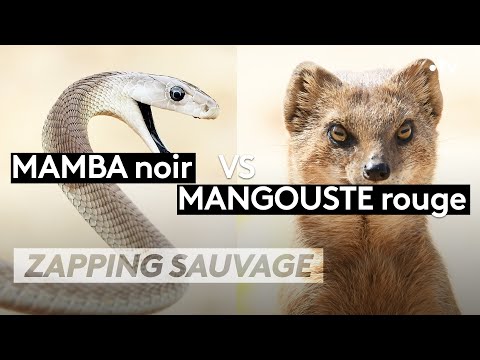Mamba noir VS Mangouste rouge - ZAPPING SAUVAGE