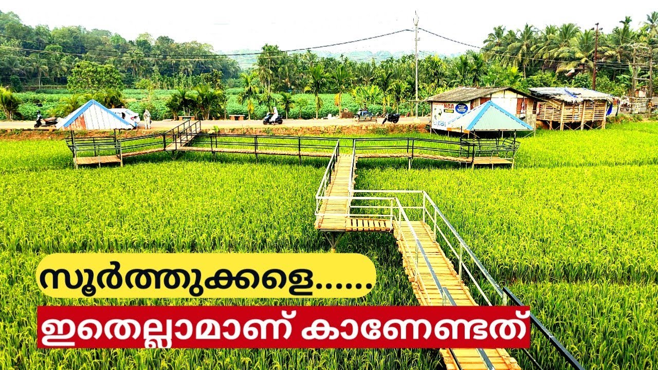 നെൽപാടത്തിന് നടുവിൽ ഏറുമാടം അടിപൊളി യായിട്ടുണ്ട് 🦜🦚🌾🌈🌲🌴 #Erumadam - YouTube