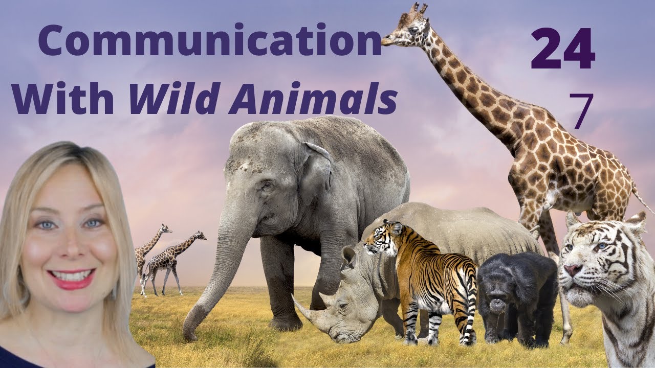 Animal Communication With Wild Animals | Special Pt 8 | Ep 24 - YouTube